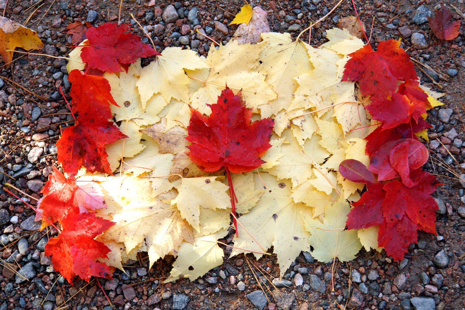 New Canadian Report Offers Balanced Recommendations for Progressive ...